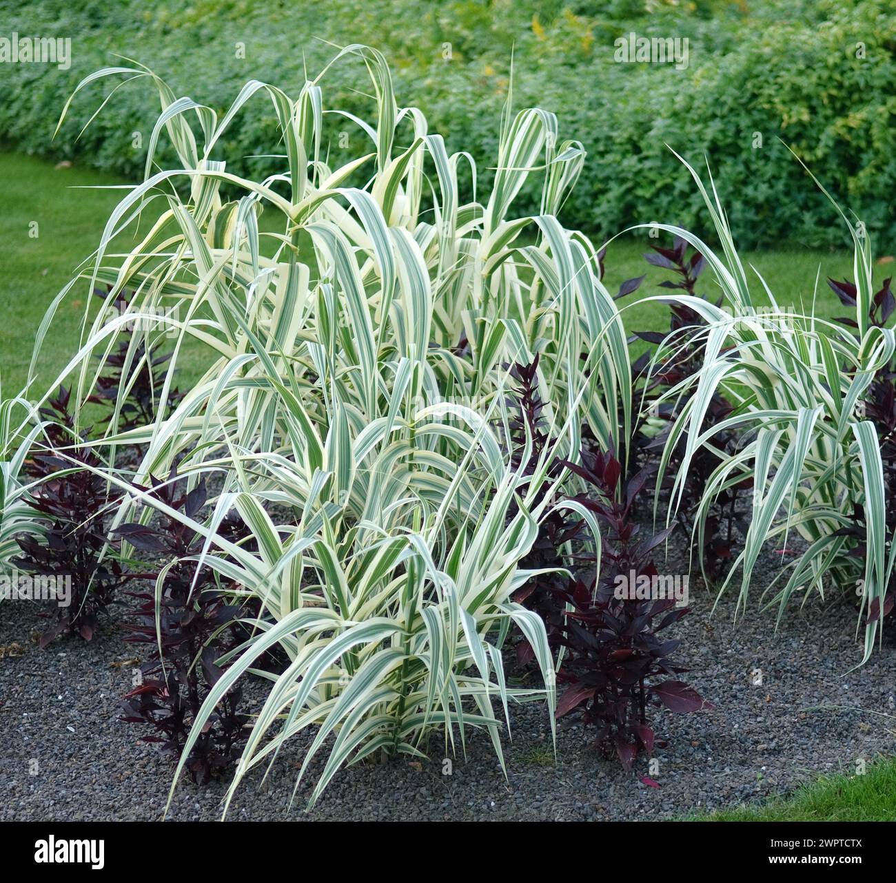 Stilt reed (Arundo donax 'Variegata'), EGA-Park, Erfurt, 81 Stock Photo ...