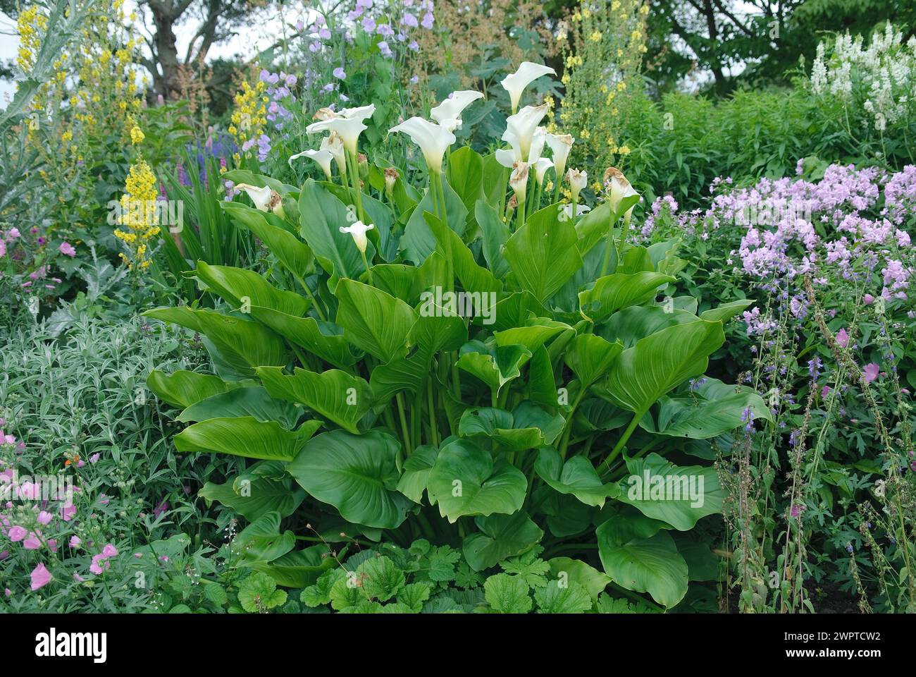 Bog arum (Calla palustris), Dublin, 103 Stock Photo - Alamy