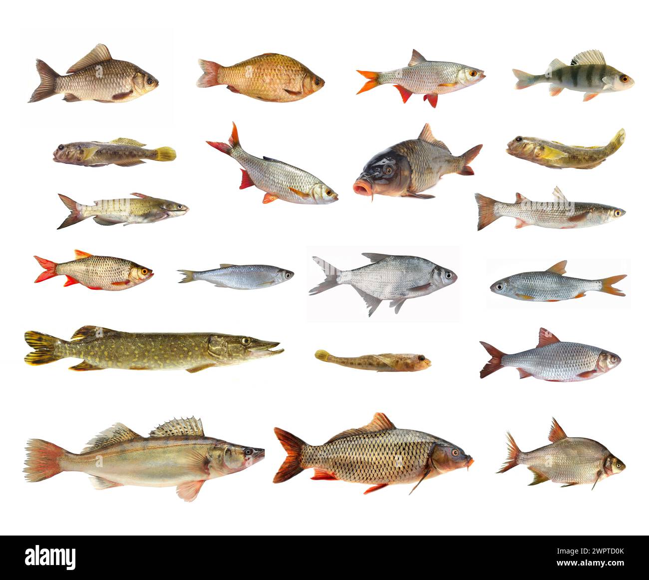 species of river fish on white background Stock Photo - Alamy
