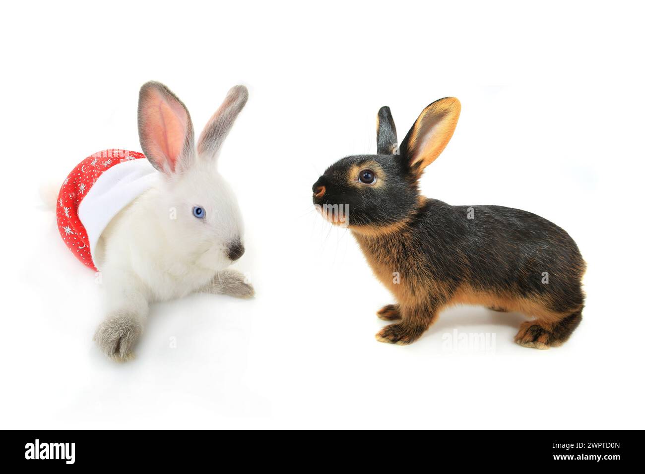 White rabbit snow Cut Out Stock Images & Pictures - Alamy