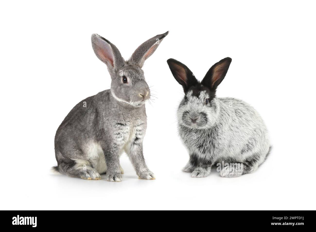 Two little rabbit on Cut Out Stock Images & Pictures - Alamy