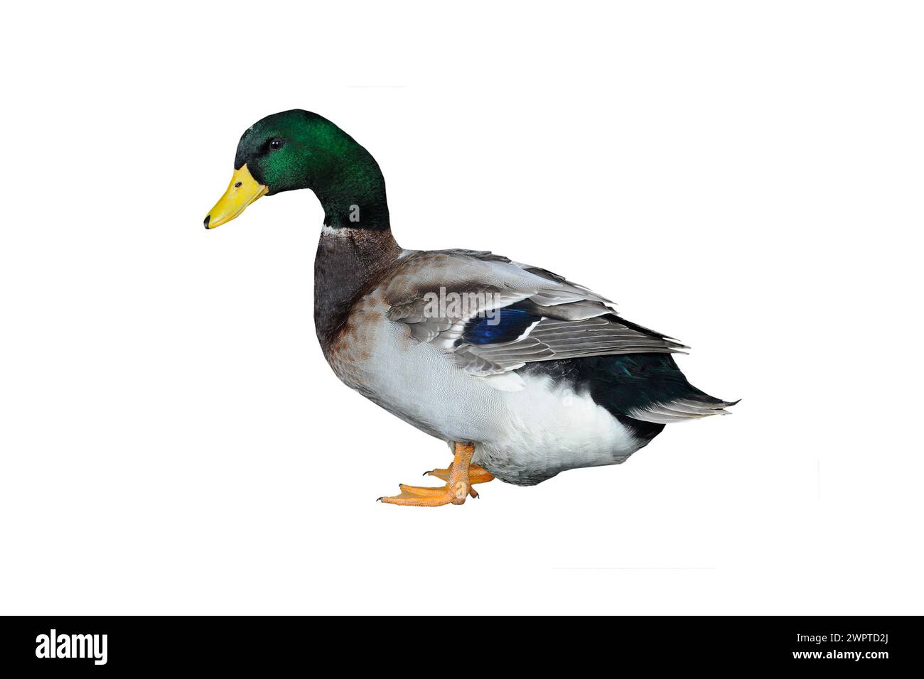 duck on a white background Stock Photo - Alamy