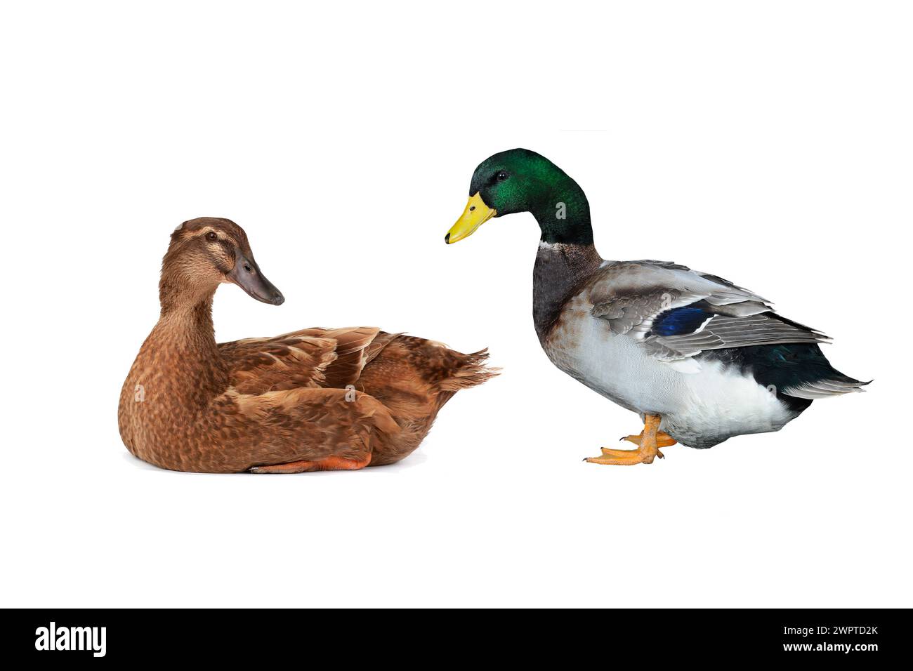 Gray wild duck on Cut Out Stock Images & Pictures - Alamy