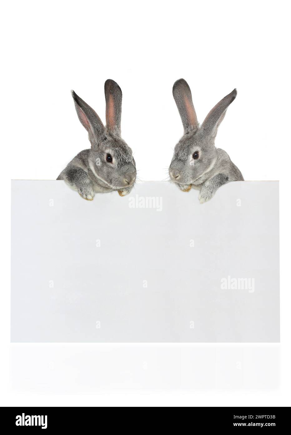 Two bunny ears text hi-res stock photography and images - Alamy