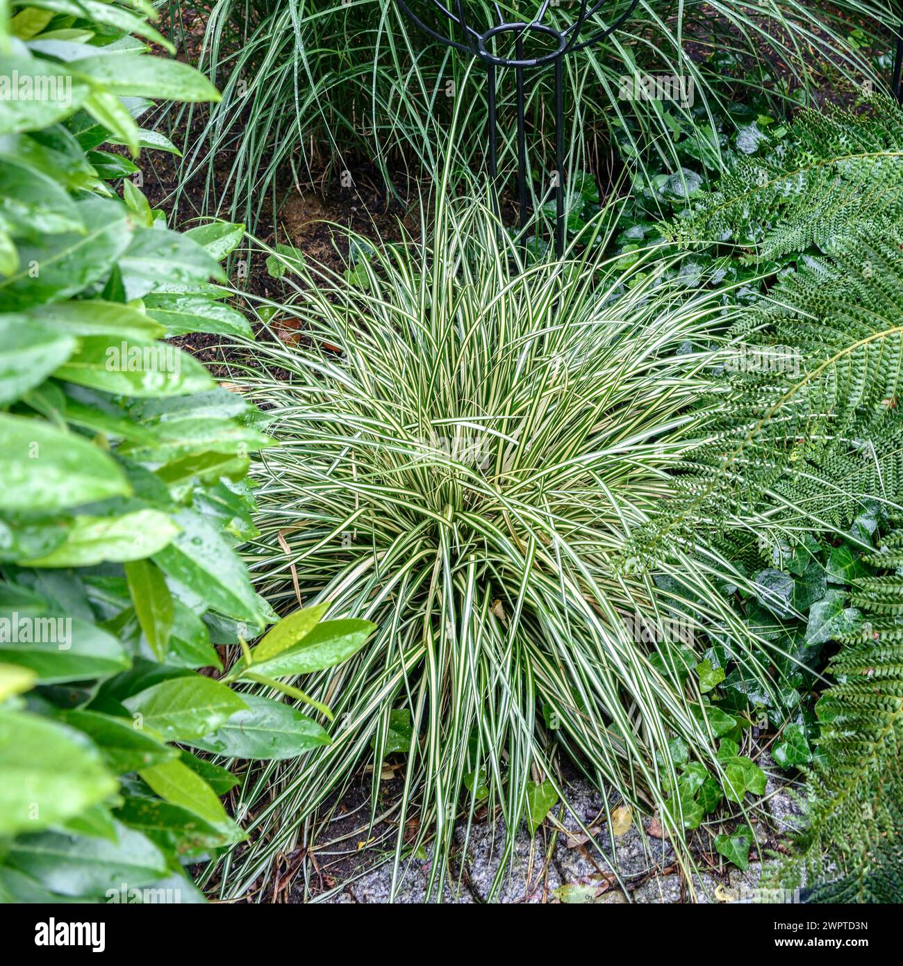 Japanese golden sedge (Carex oshimensis 'Evergold'), An den Dorfwiesen ...