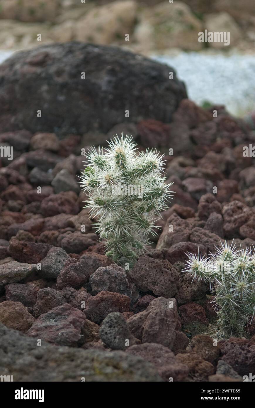 Rock garden, Frailand cactus (Cylindropuntia), boulder park, Nochten ...
