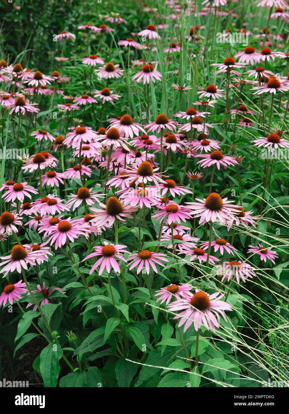 Ruby star coneflower hi-res stock photography and images - Alamy