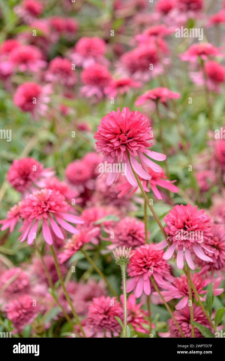 Red coneflower (Echinacea purpurea 'Razzmatazz'), EGA-Park, Erfurt ...