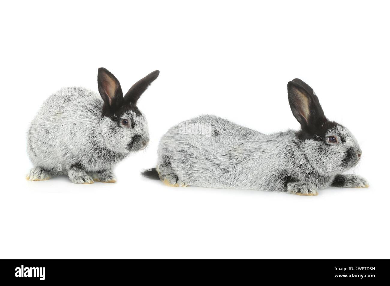Two little rabbit on Cut Out Stock Images & Pictures - Alamy