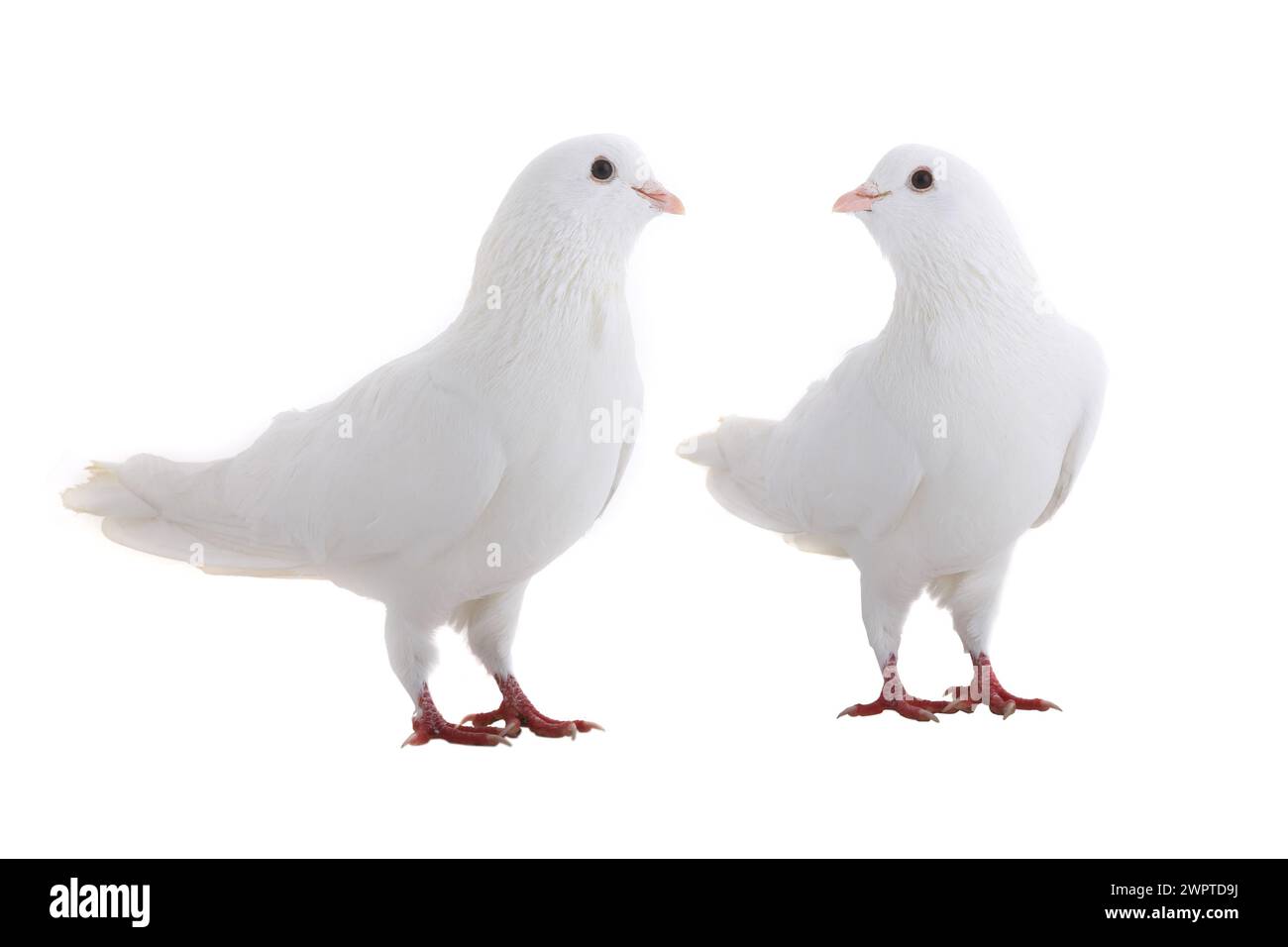 two white dove isolated on a white background Stock Photo - Alamy