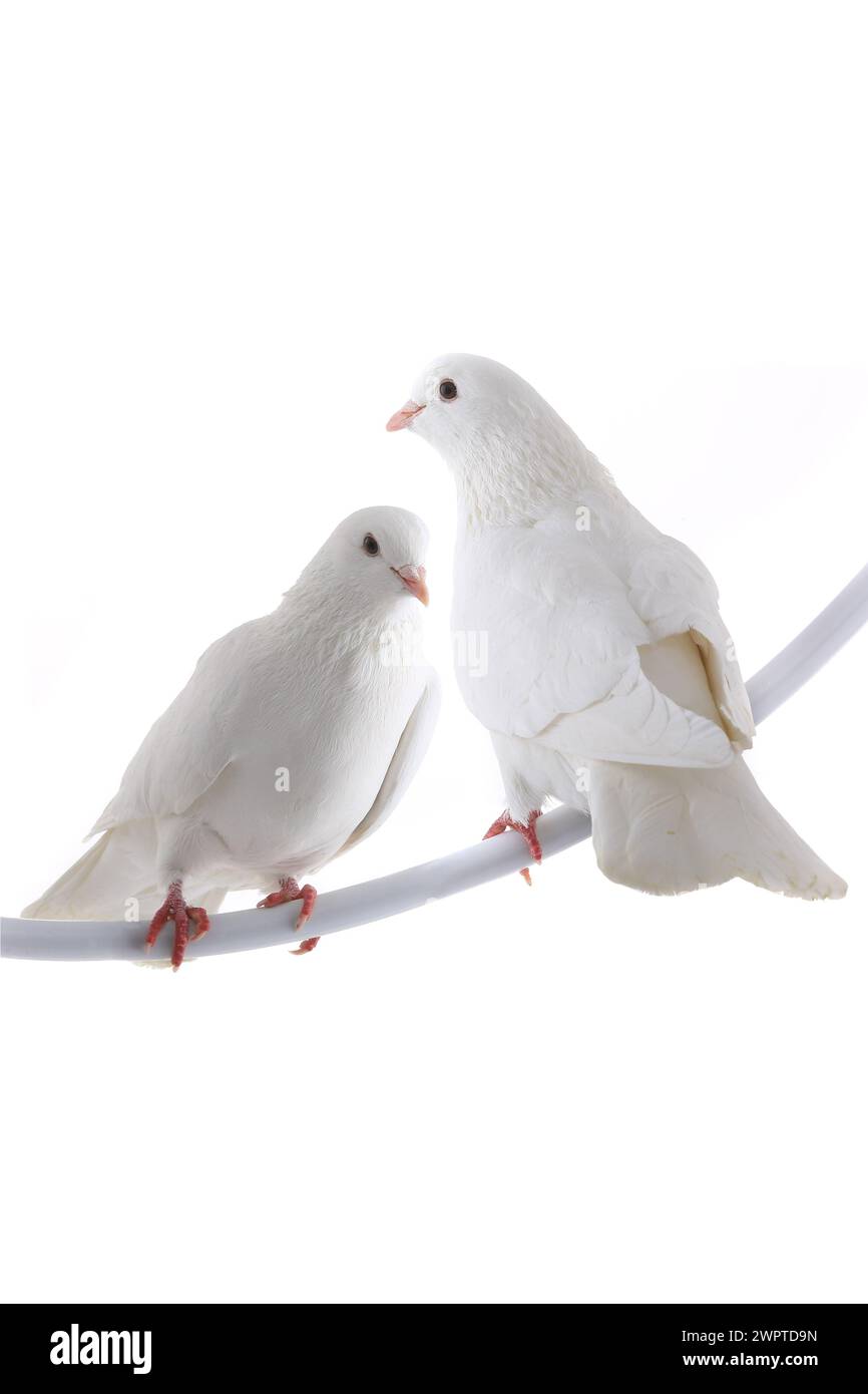 two white dove isolated on a white background Stock Photo - Alamy