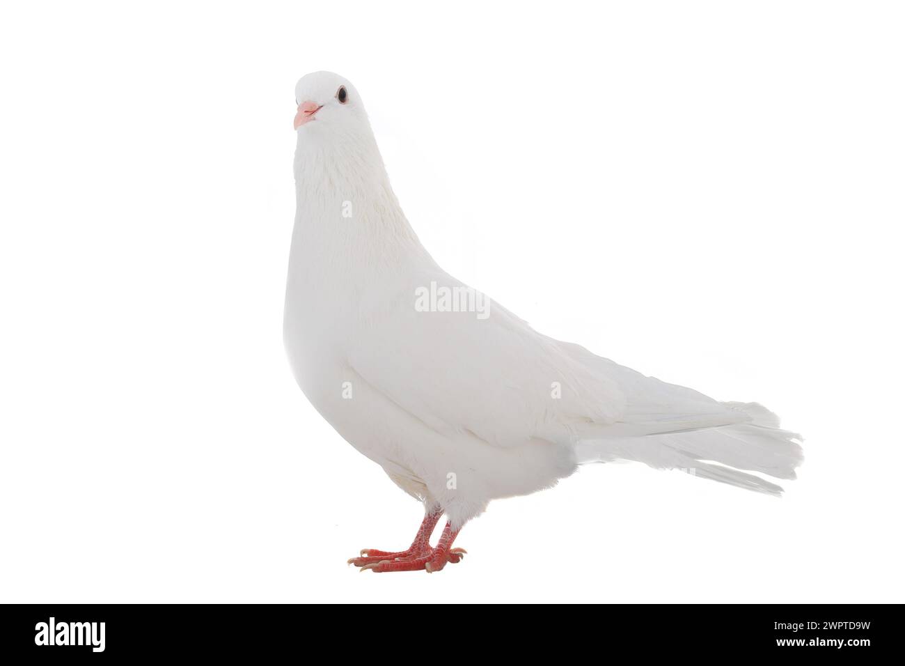 white dove isolated on a white background Stock Photo - Alamy