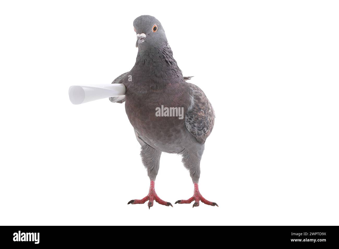 Beak under Cut Out Stock Images & Pictures - Alamy