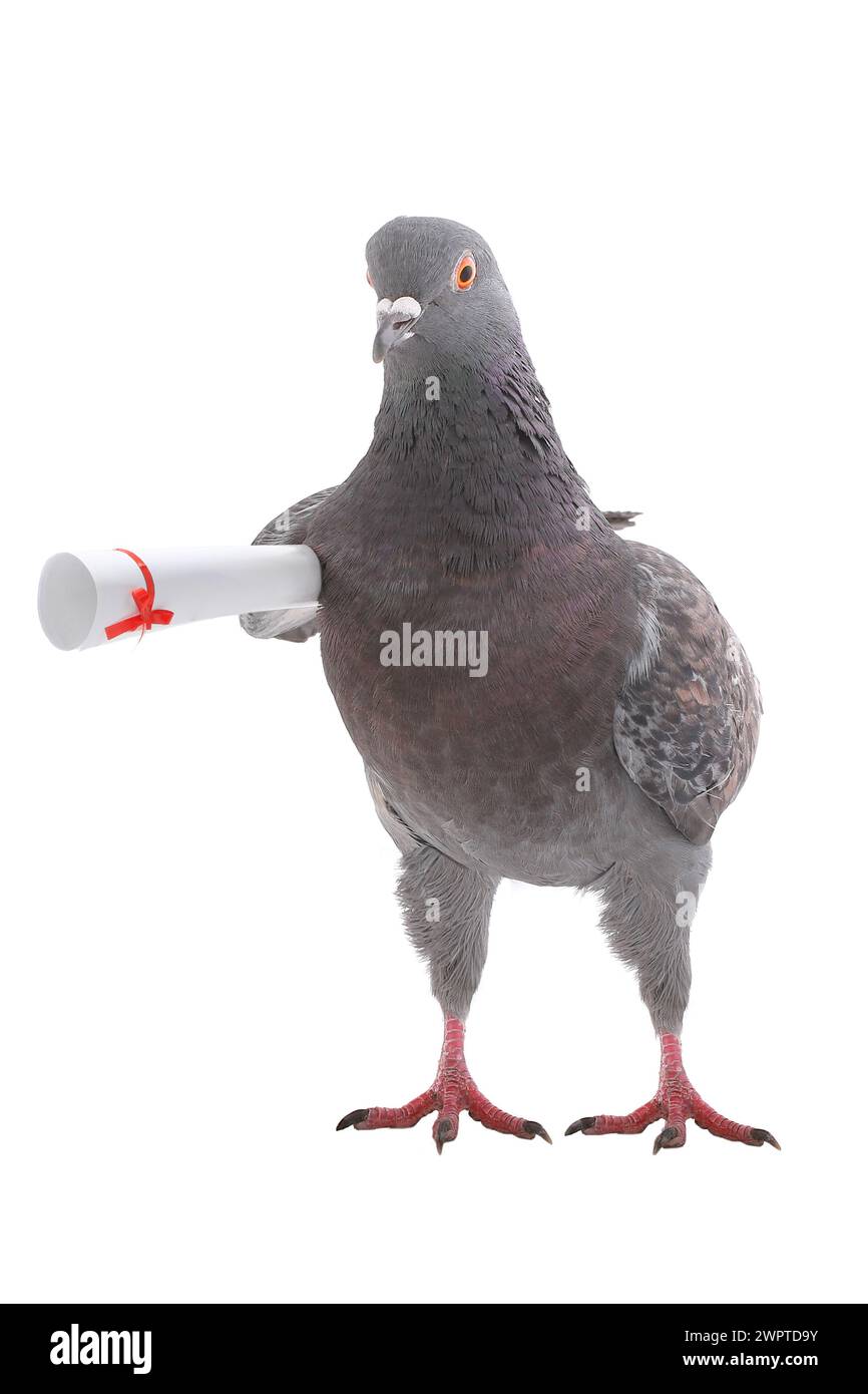 pigeon with the letter under a wing Stock Photo - Alamy
