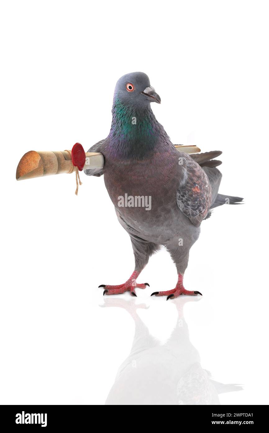 pigeon with the letter under a wing Stock Photo - Alamy
