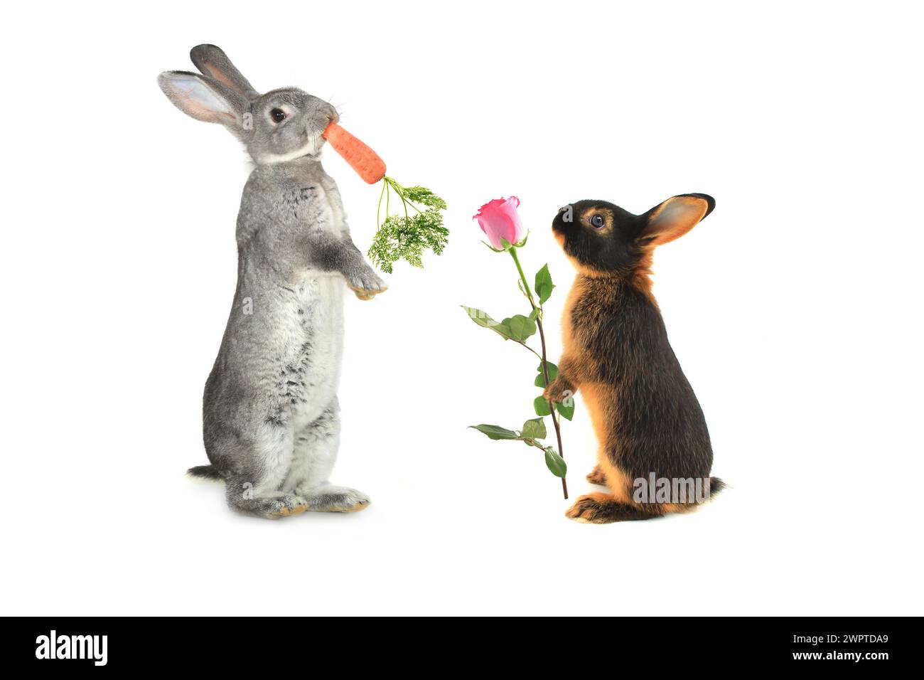 Black rabbit rose Cut Out Stock Images & Pictures - Alamy