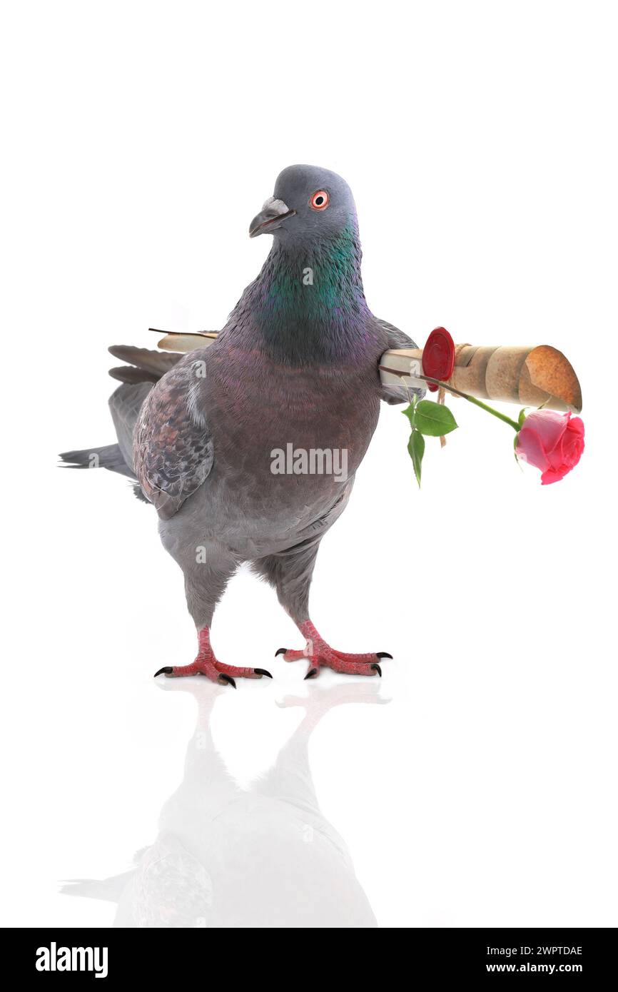 pigeon with the letter under a wing Stock Photo - Alamy