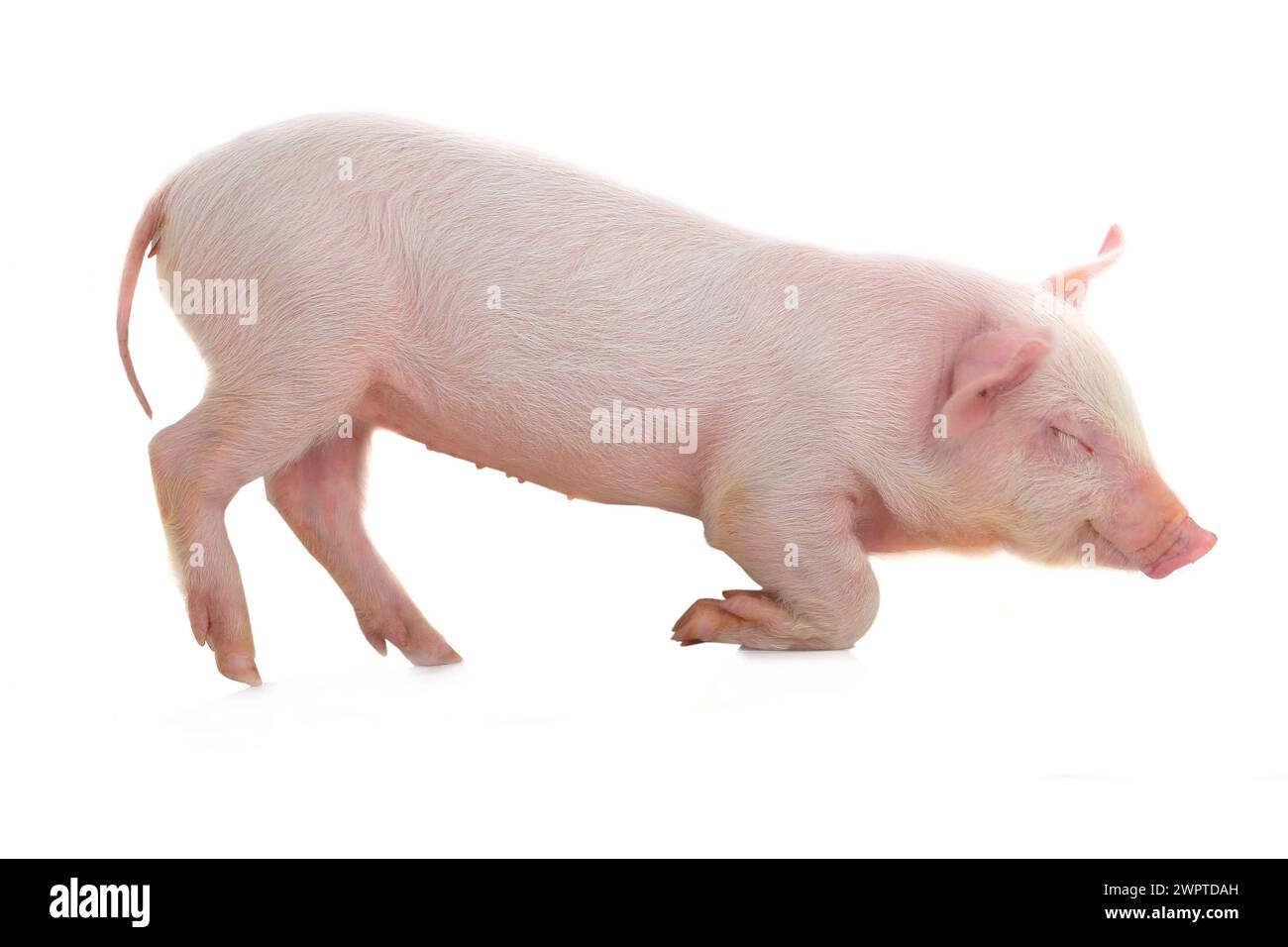 pig lies on a white background. studio Stock Photo - Alamy