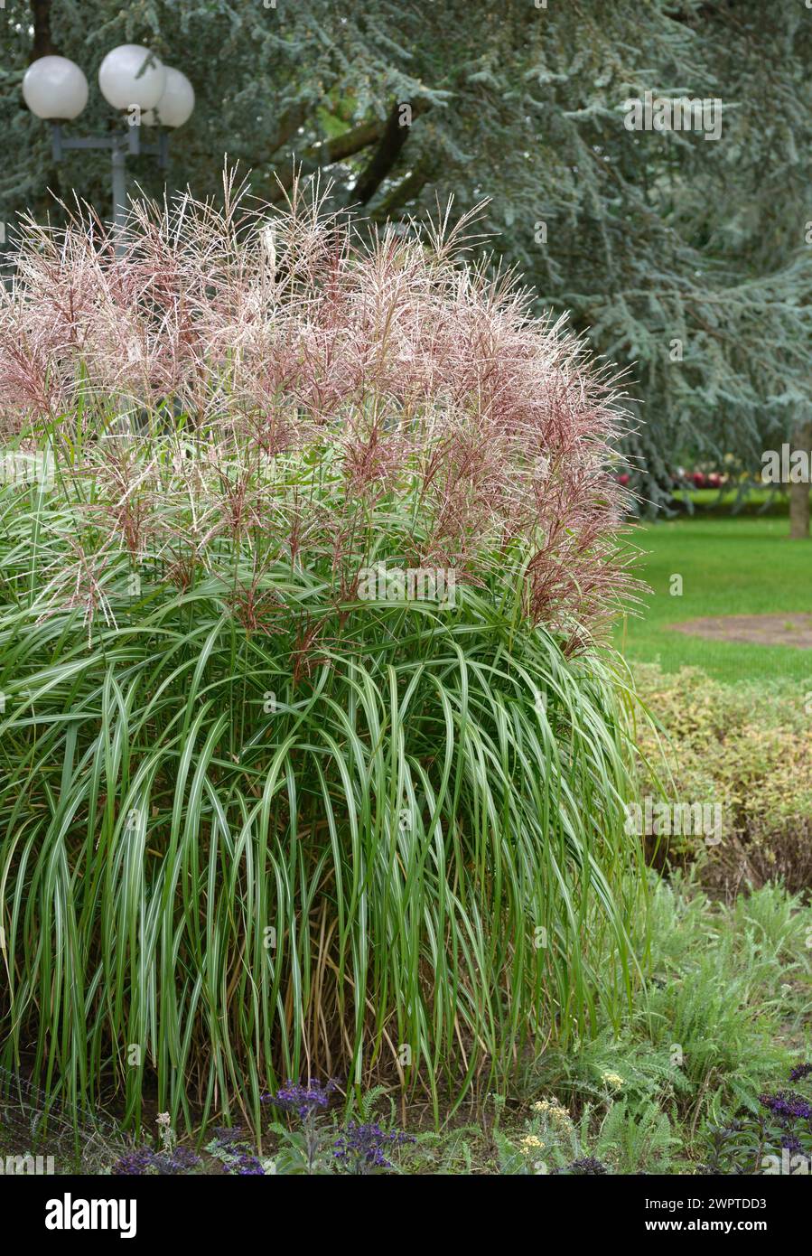 Chinese reed (Miscanthus sinensis 'Malepartus' Stock Photo - Alamy