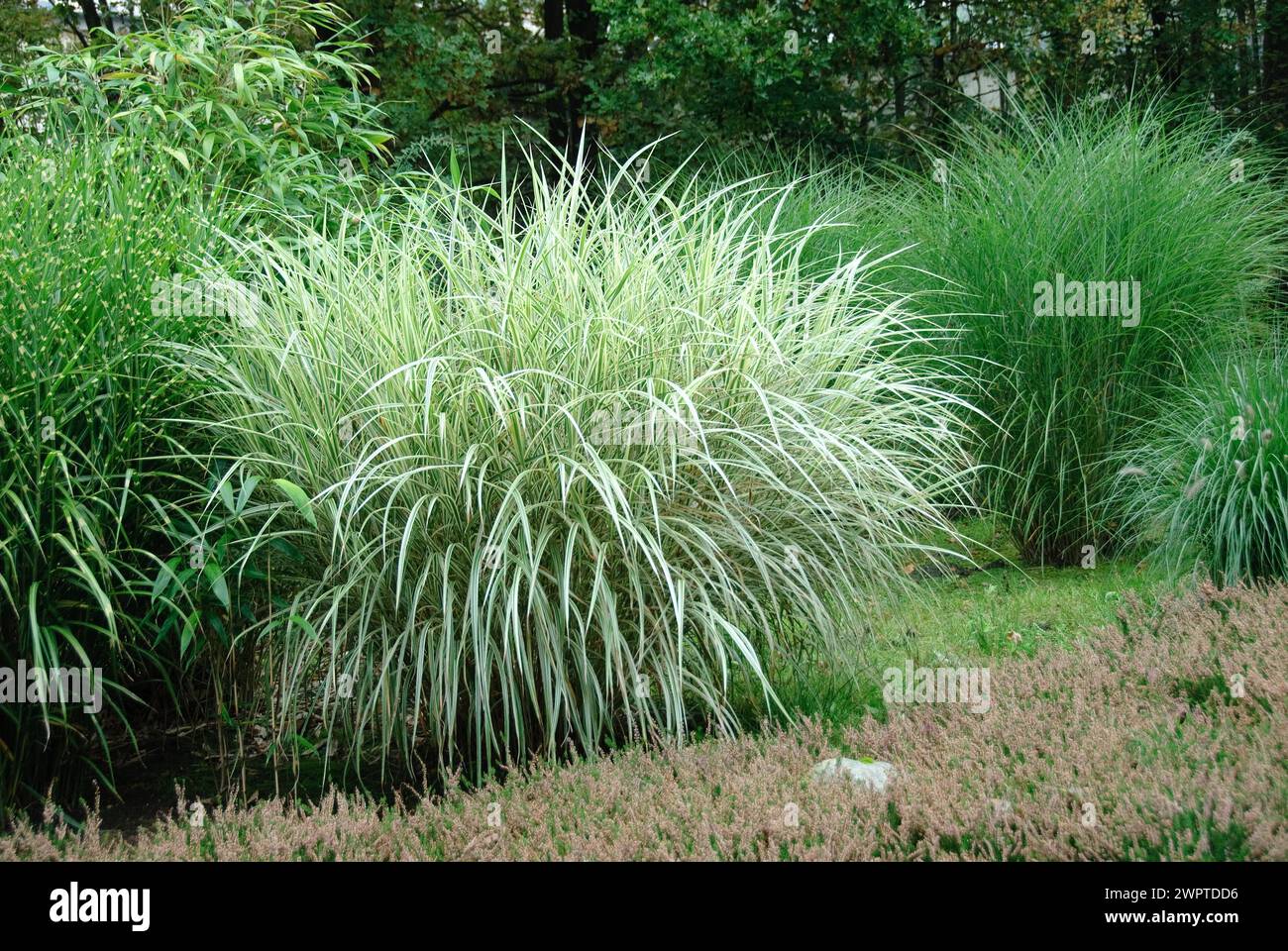 Grass garden, Chinese reed (Miscanthus sinensis 'Variegatus'), Garden ...