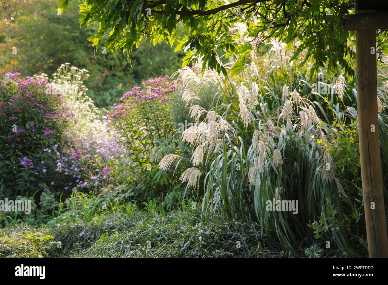Chinese reed (Miscanthus sinensis 'Silberfeder' Stock Photo - Alamy