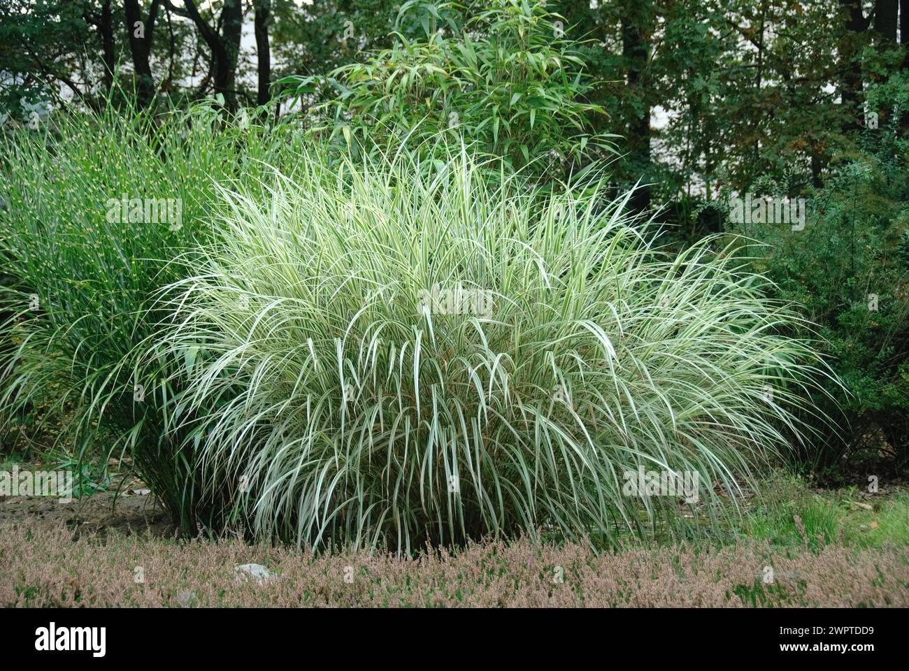 Chinese reed (Miscanthus sinensis 'Variegatus'), Garden of the Seasons ...