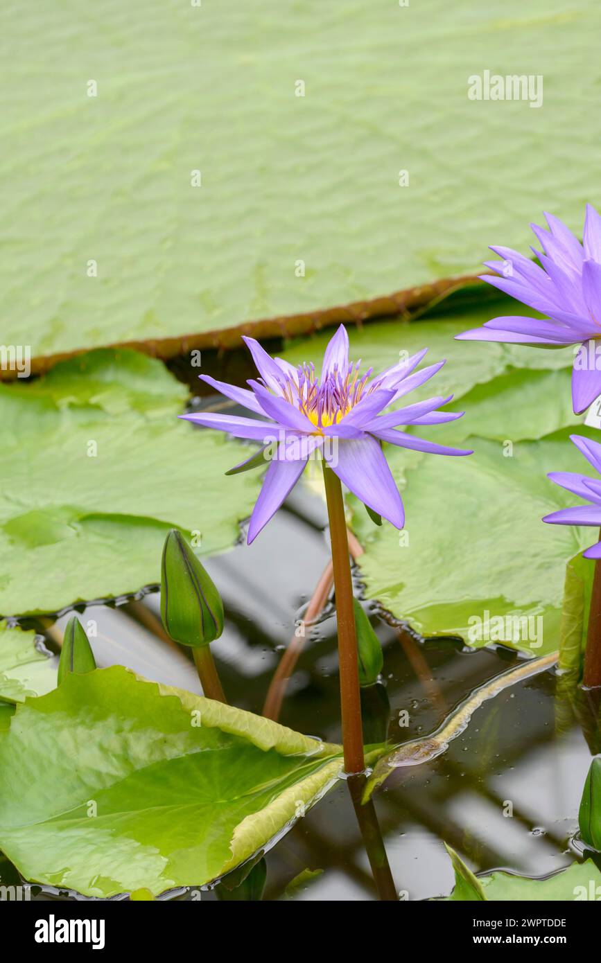 Nymphaea 'Director George T Moore', Botanical Garden, Munich, Bavaria ...