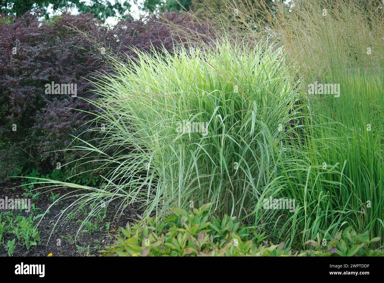 Chinese reed (Miscanthus sinensis 'Variegata'), EGA-Park, Erfurt, 81 ...