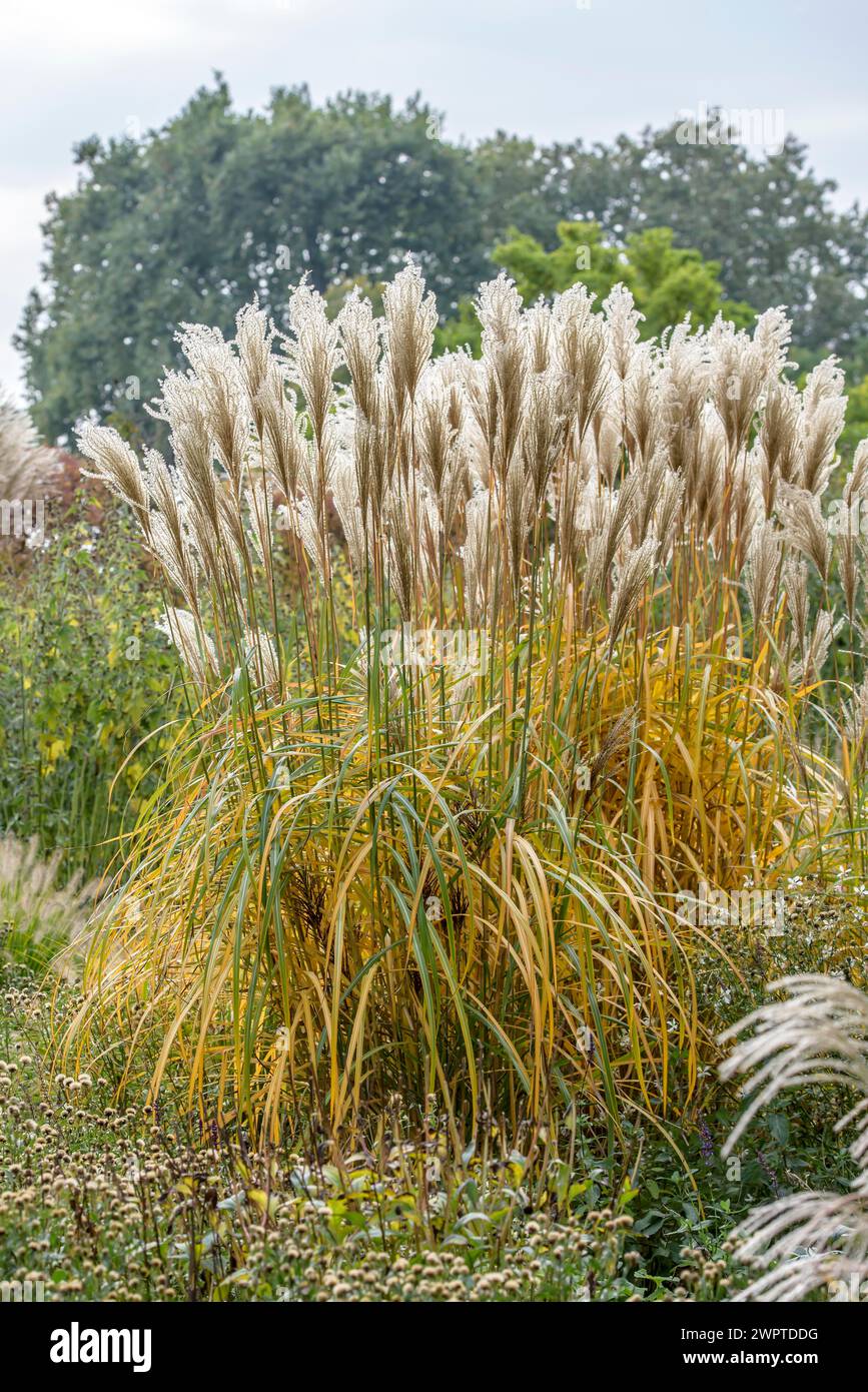 Chinese reed (Miscanthus sinensis 'Malepartus'), Treptower Park ...