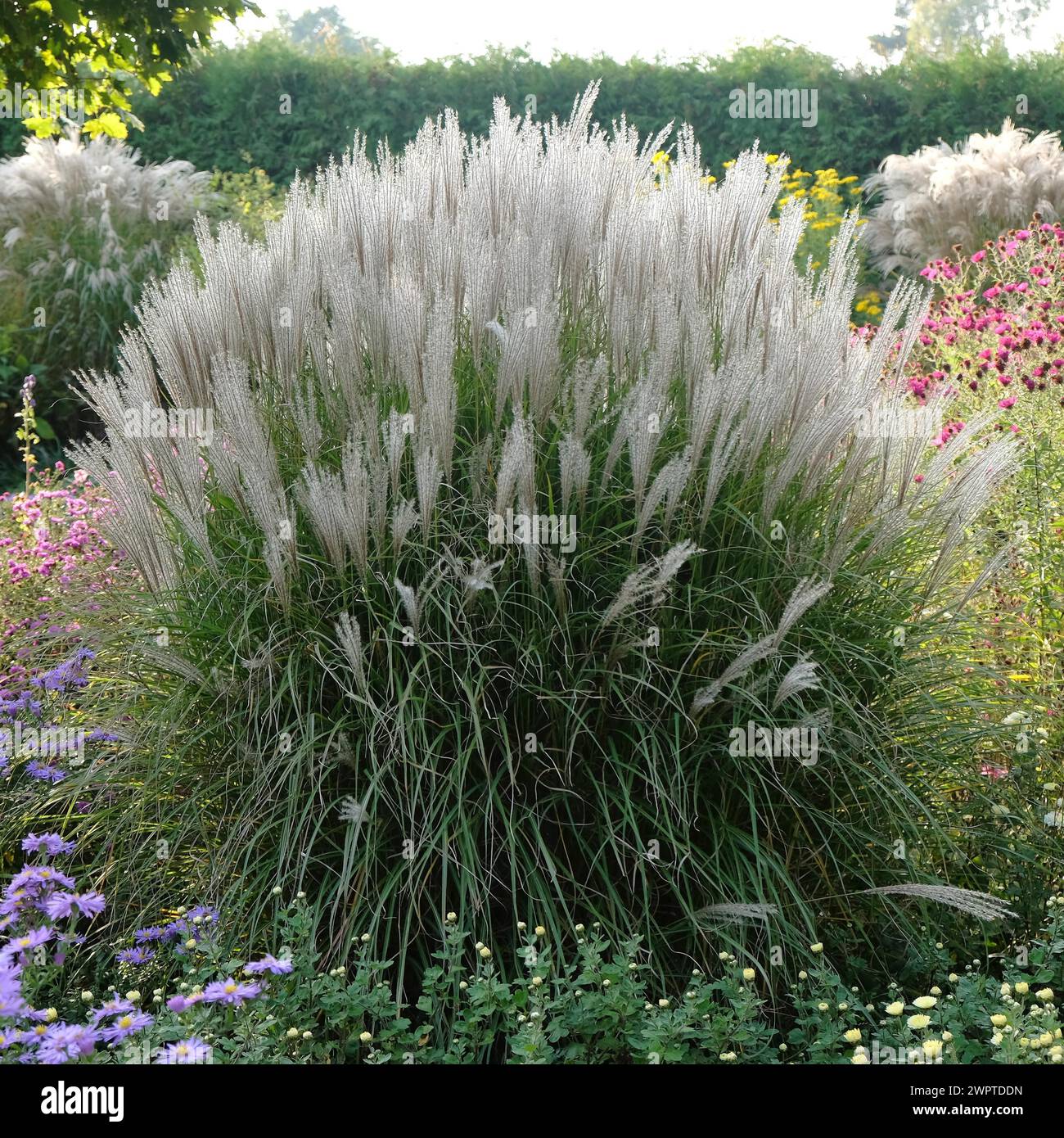Chinese reed (Miscanthus sinensis 'Kleine Silberspinne'), Foerster ...