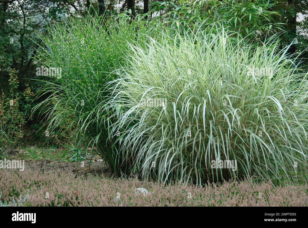 Chinese reed (Miscanthus sinensis 'Variegatus'), Garden of the Seasons ...