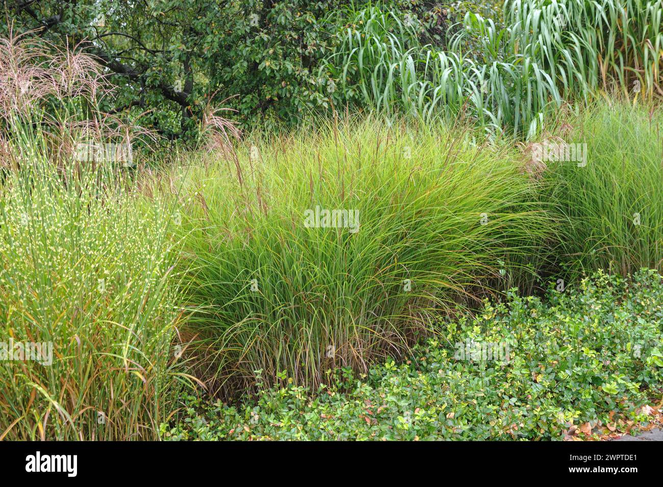 Grass garden, Chinese reed (Miscanthus sinensis 'Gracillimus ...