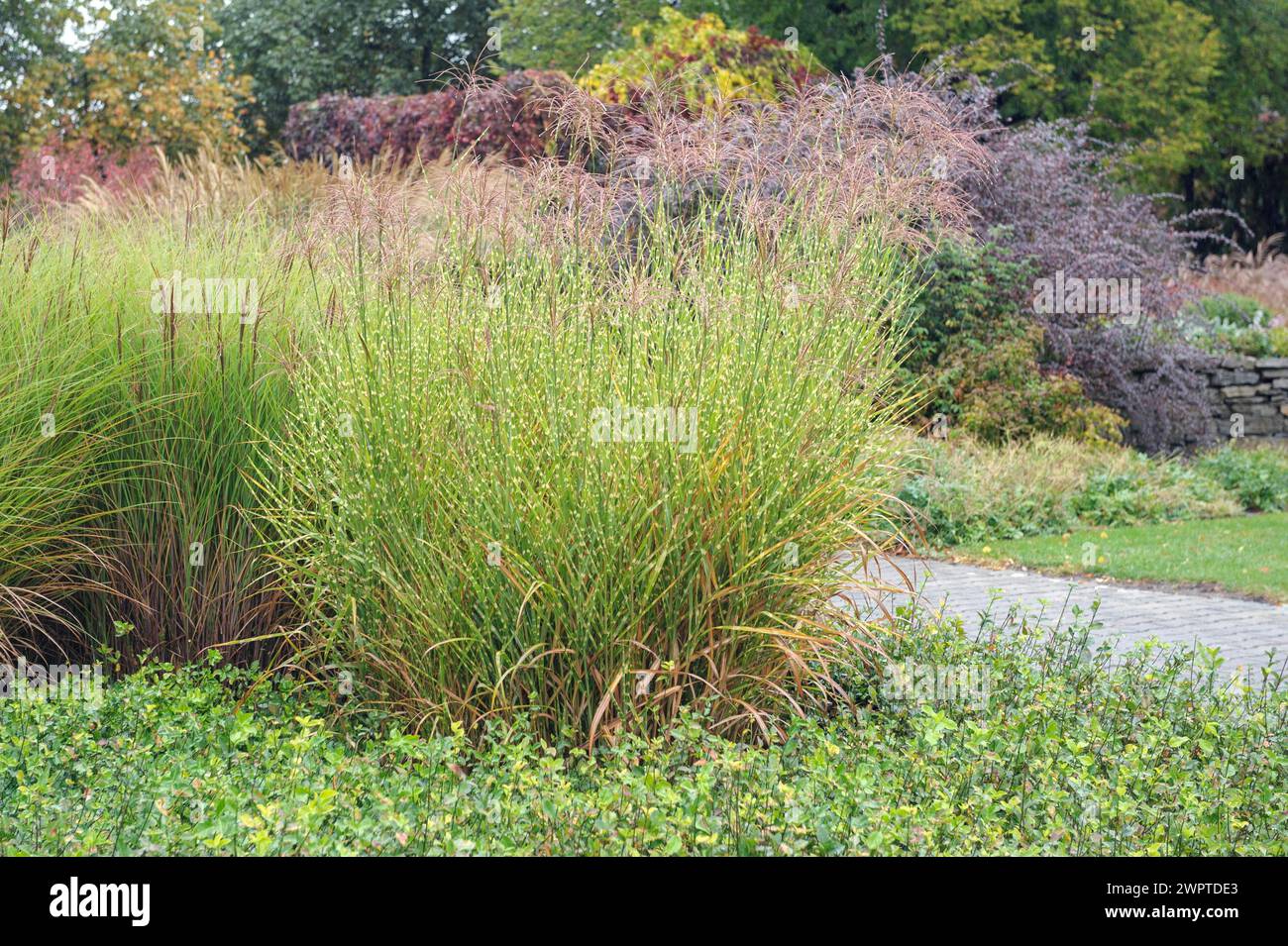 Grass garden, porcupine grass (Miscanthus sinensis 'Strictus'), Chinese ...