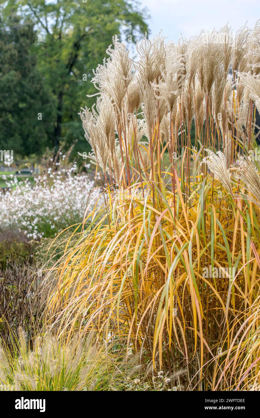 Chinese reed (Miscanthus sinensis 'Malepartus'), Treptower Park ...