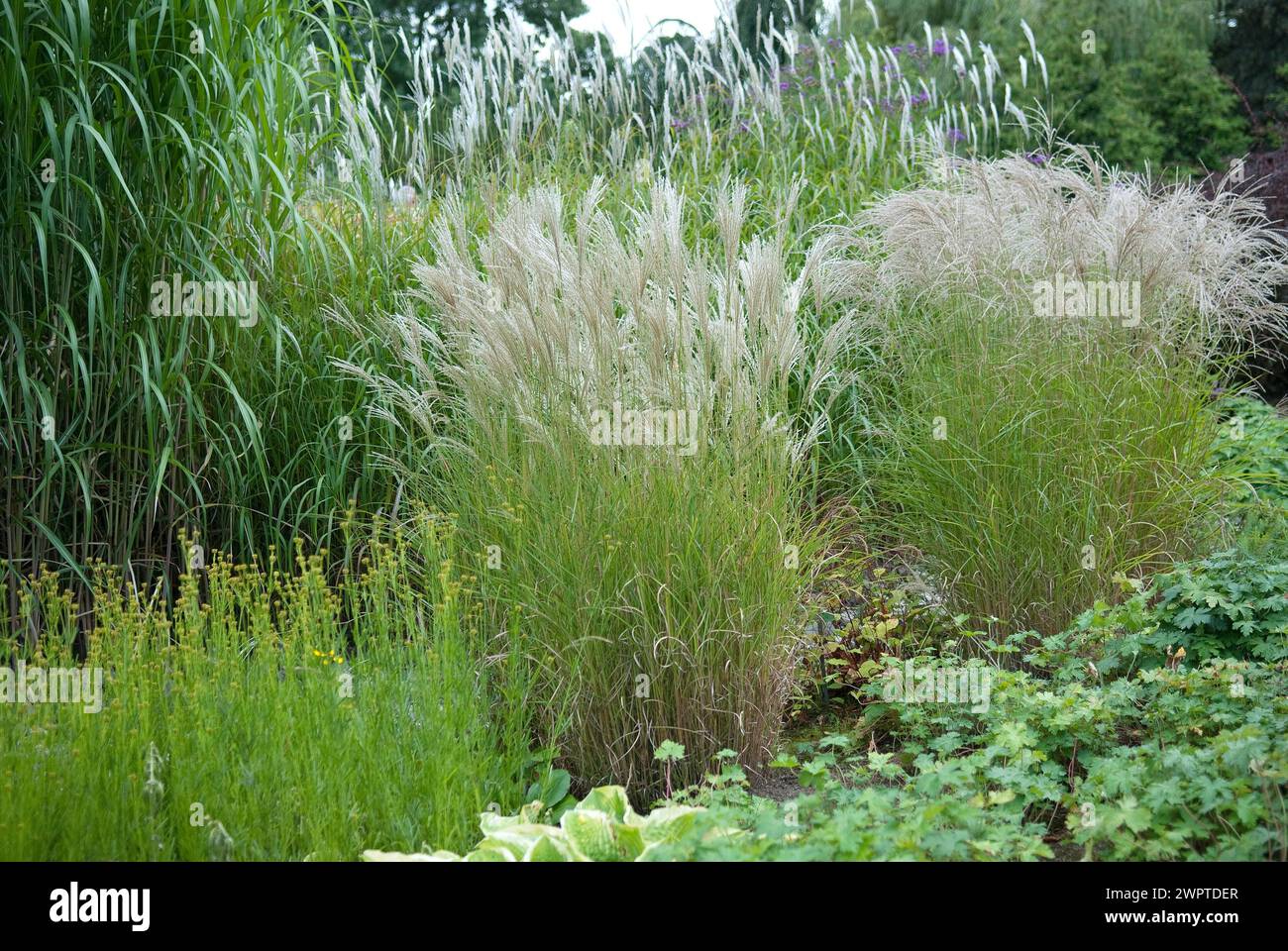 Grass garden, Chinese reed (Miscanthus sinensis 'Ferner Osten'), EGA ...