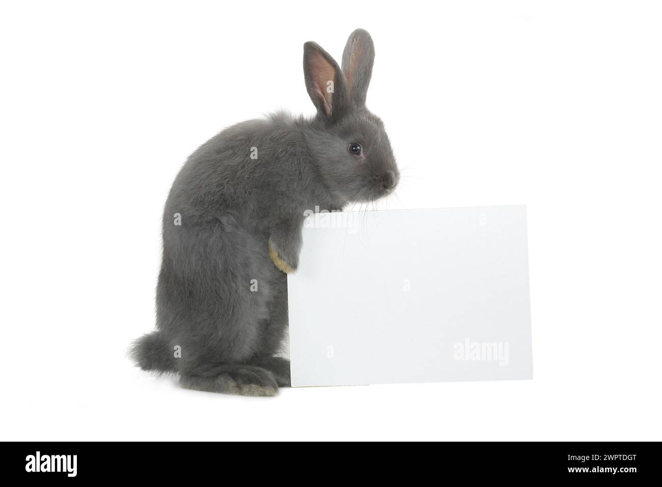 Rabbit with sheet for a text writing Stock Photo - Alamy