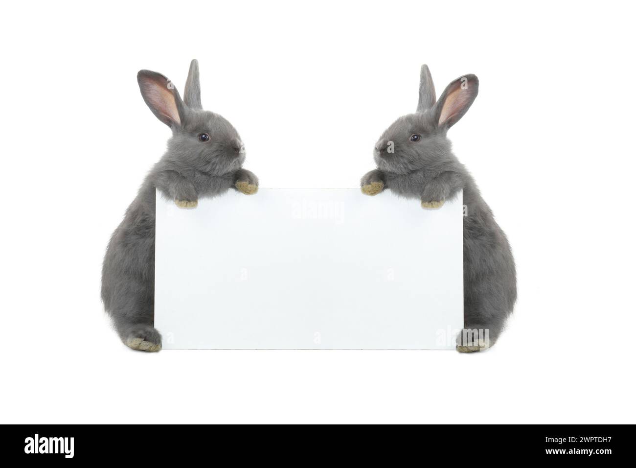 Two bunny ears text hi-res stock photography and images - Alamy