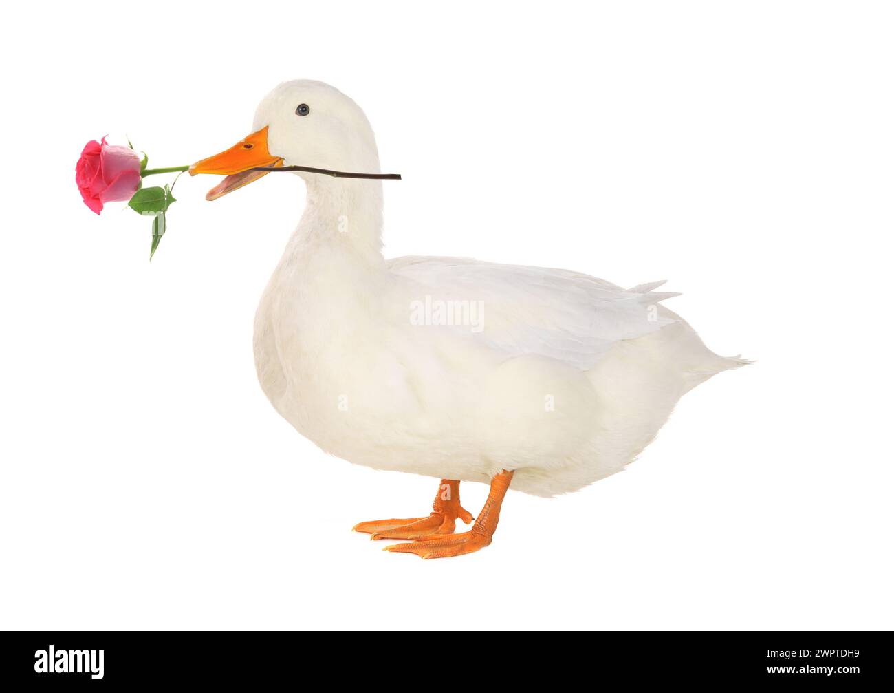 duck with a rose on a white background Stock Photo - Alamy