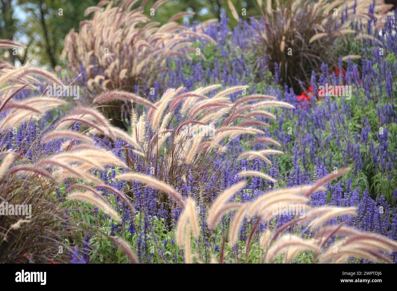 Red lamp grass (Pennisetum setaceum 'Rubrum'), sage (Salvia Stock Photo ...
