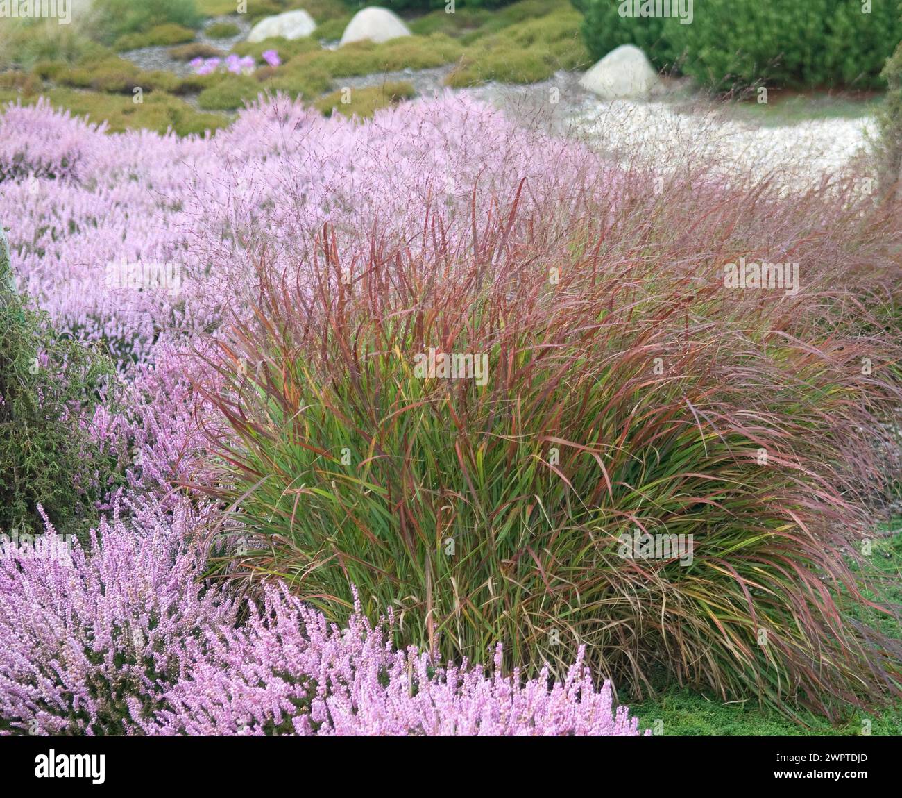 Red-brown switchgrass (Panicum virgatum 'Rotstrahlbusch'), boulder park ...