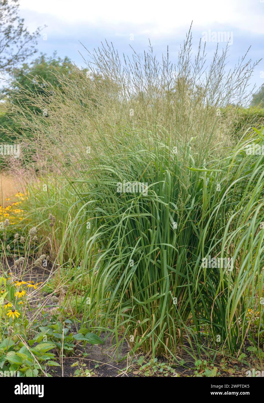 Garden pipe grass (Molinia arundinacea 'Windspiel'), Park der Gaerten ...