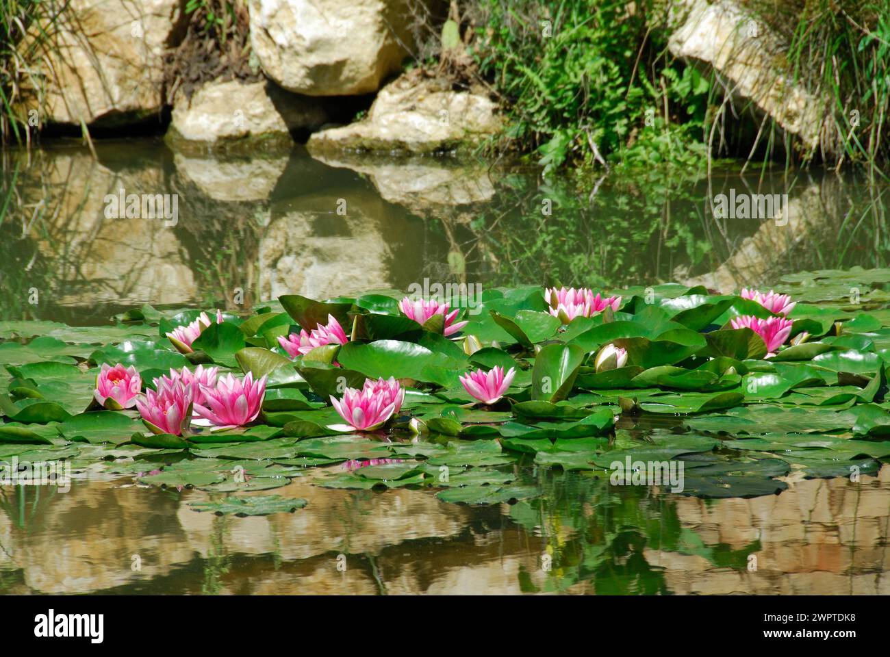 Nymphaea hybrids hi-res stock photography and images - Alamy
