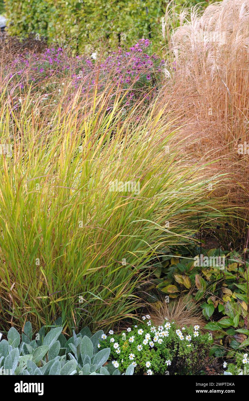Purple switchgrass (Panicum virgatum 'Shenandoah' Stock Photo - Alamy