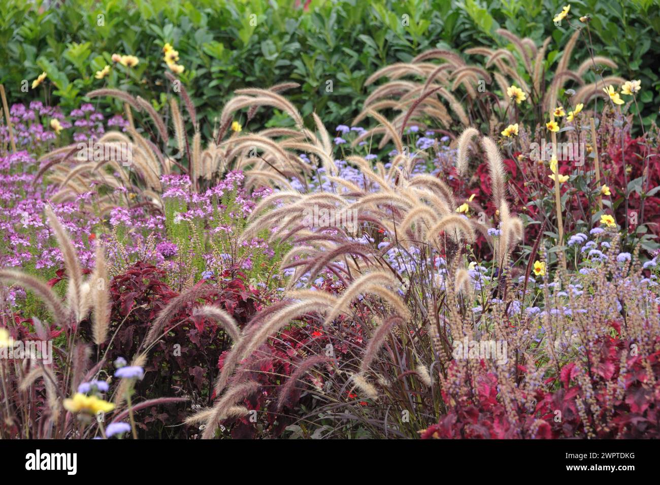 Red lamp grass (Pennisetum setaceum 'Rubrum' Stock Photo - Alamy