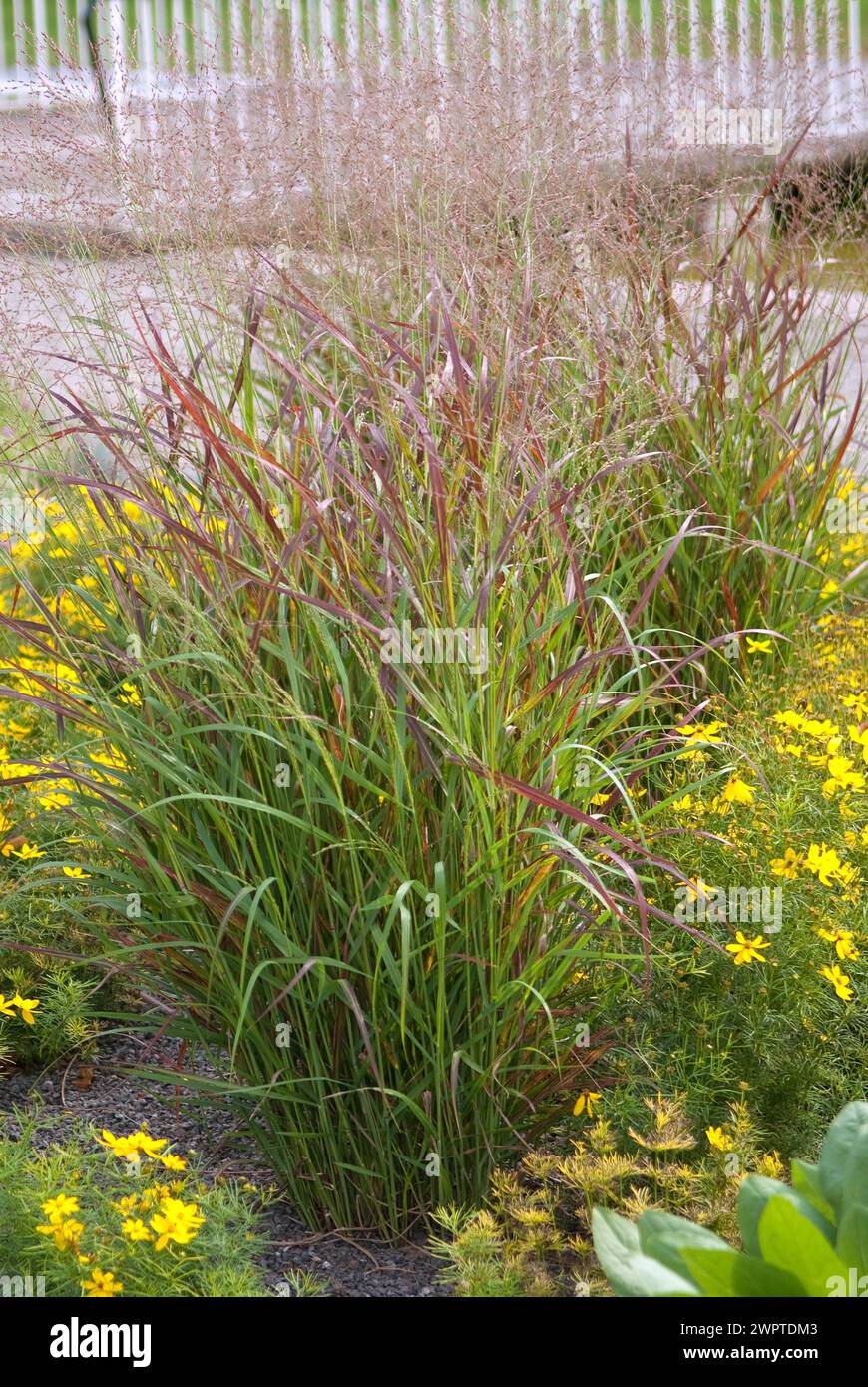 Red-brown switchgrass (Panicum virgatum 'Rotstrahlbusch'), EGA-Park ...
