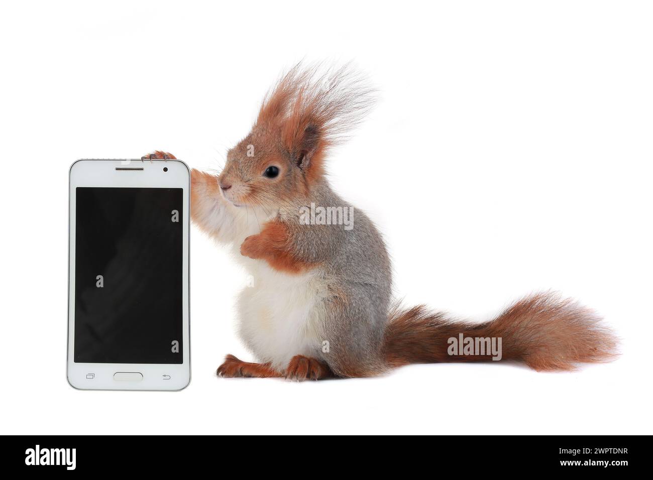 squirrel with the mobile phone on a white background Stock Photo - Alamy