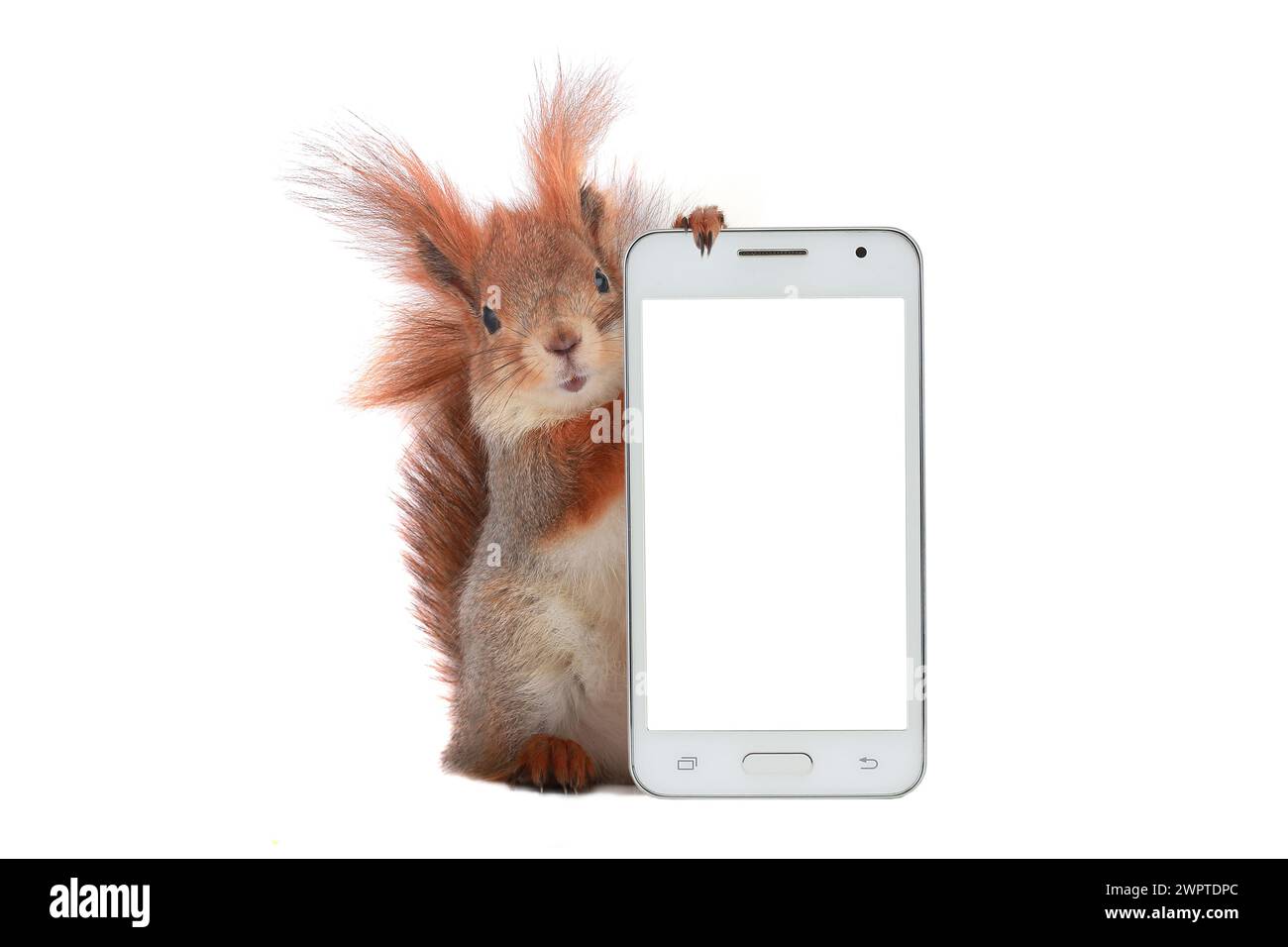 squirrel with mobile phone on a white background with white screen ...
