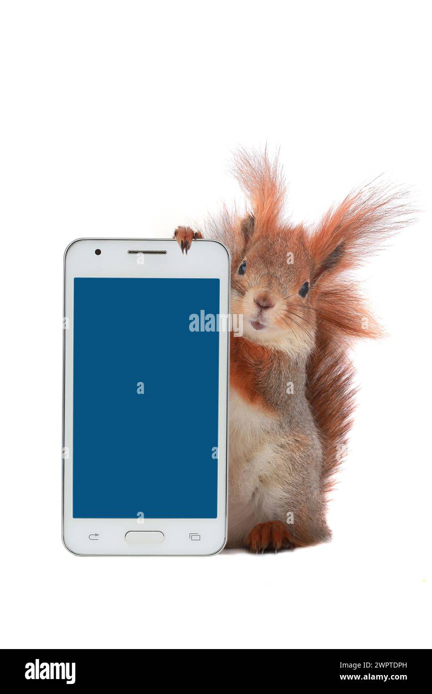 squirrel with mobile phone on a white background with blue screen Stock ...