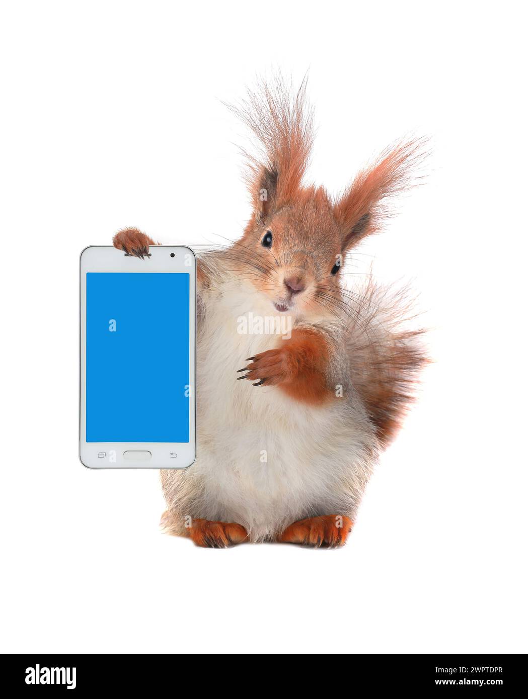 squirrel with mobile phone with blue screen on a white background Stock ...