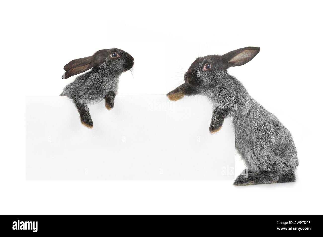 two rabbit with sheet for a text writing Stock Photo - Alamy